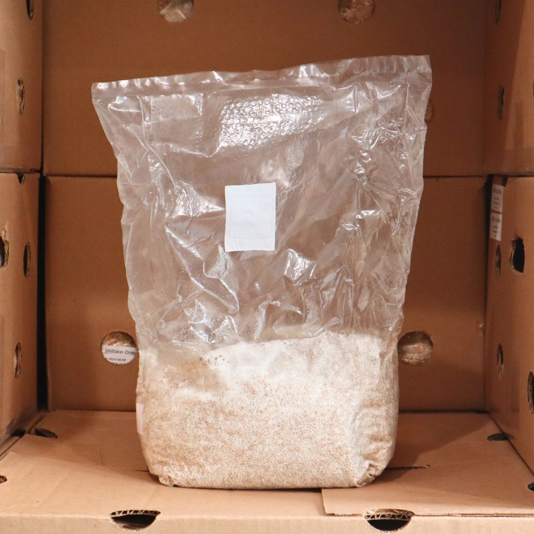 Mushroom Grain Spawn for Commercial & Home Cultivation – Amelium Farms