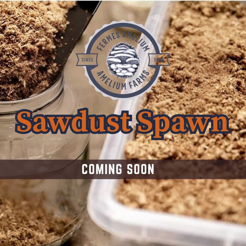 Sawdust Spawn – Amelium Farms